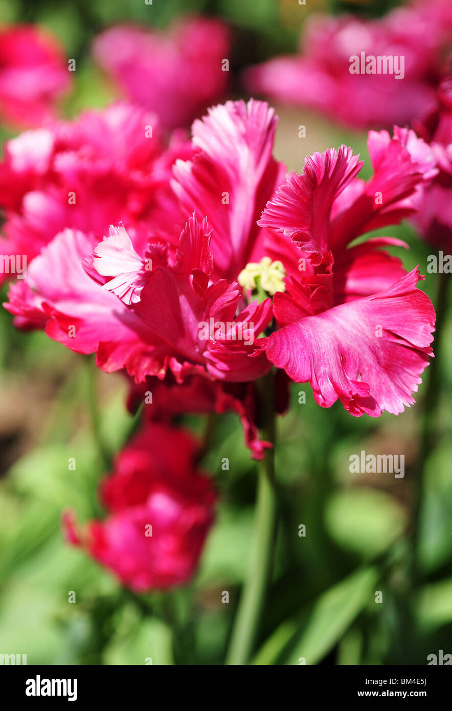 tulipa RED PARROT Stock Photo - Alamy