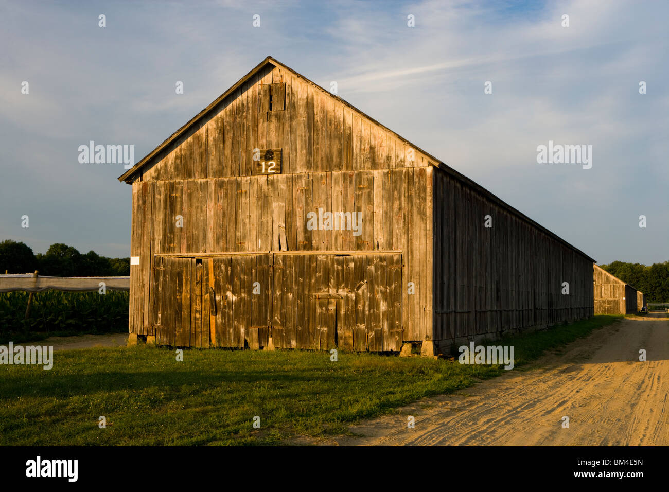 A tobacco barn next to a field of shade grown tobacco in Hadley ...