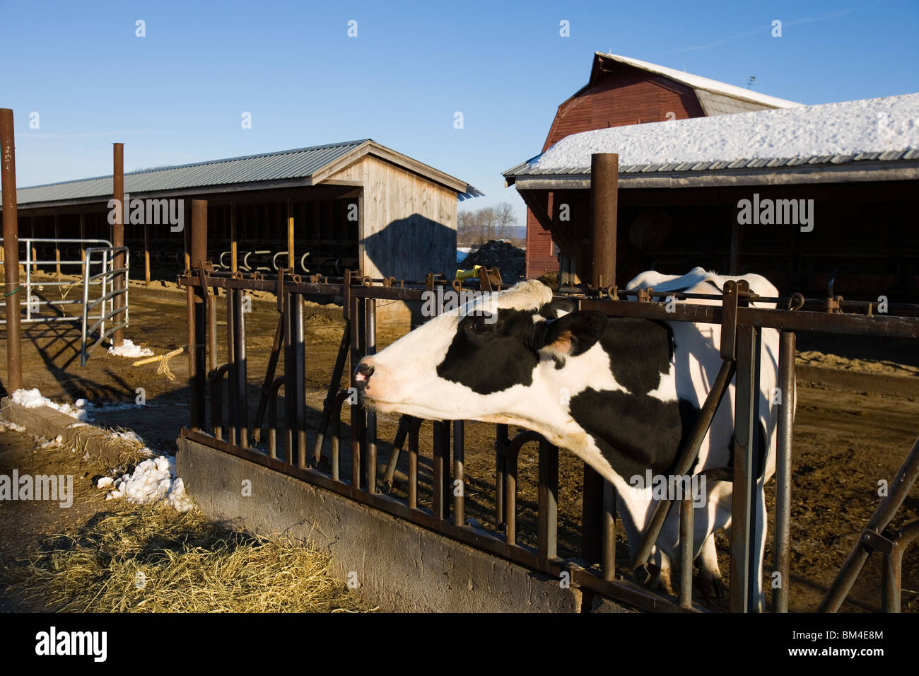 Dairy cows in winter in a farm in hadley, Massachusetts Stock Photo - Alamy