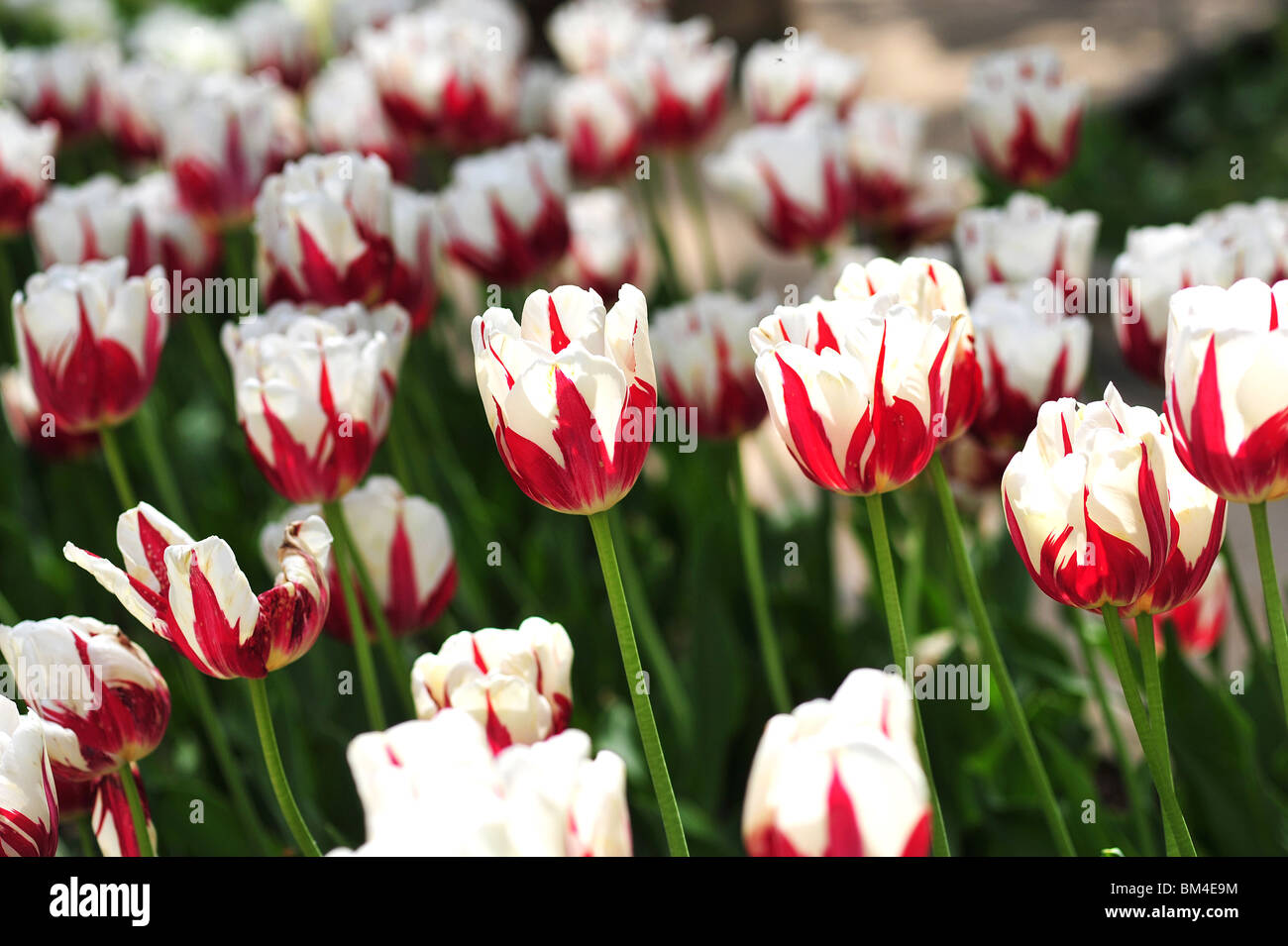 Rems beauty hi-res stock photography and images - Alamy