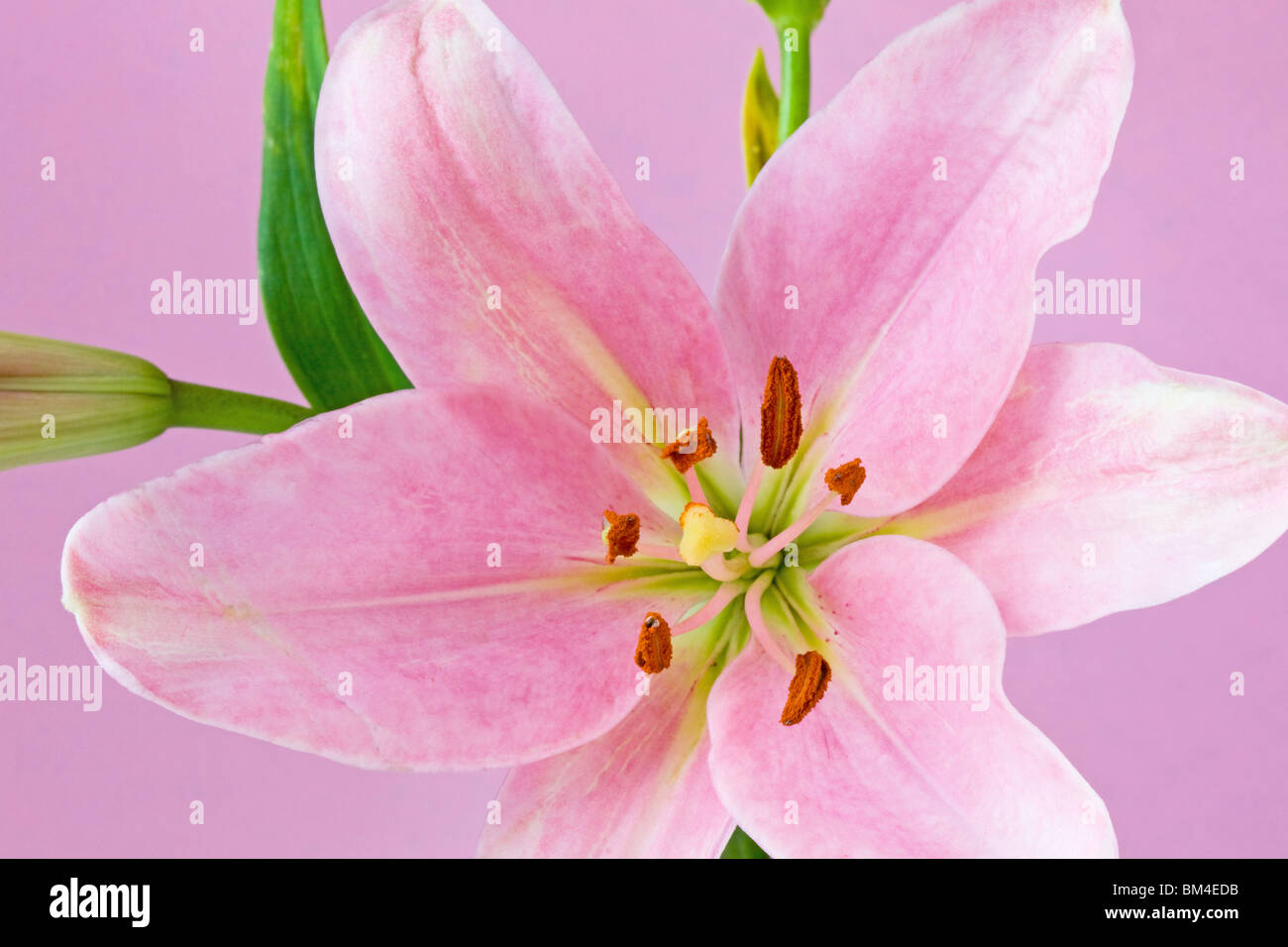 Pink lily with pink background. 21 m.p. image Stock Photo - Alamy