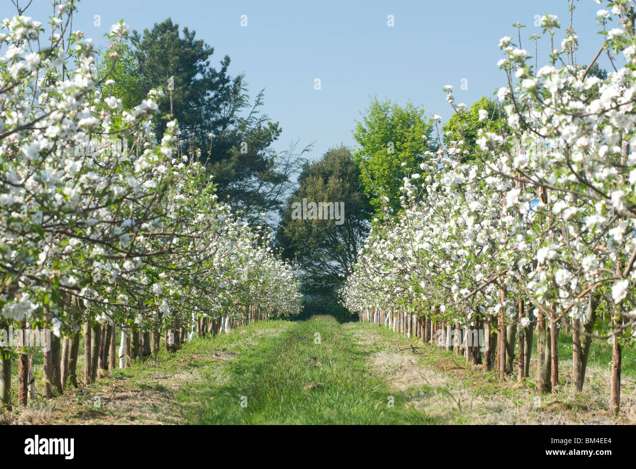 Apple trees in blossom in Suffolk orchard, East Anglia, Uk Stock Photo ...