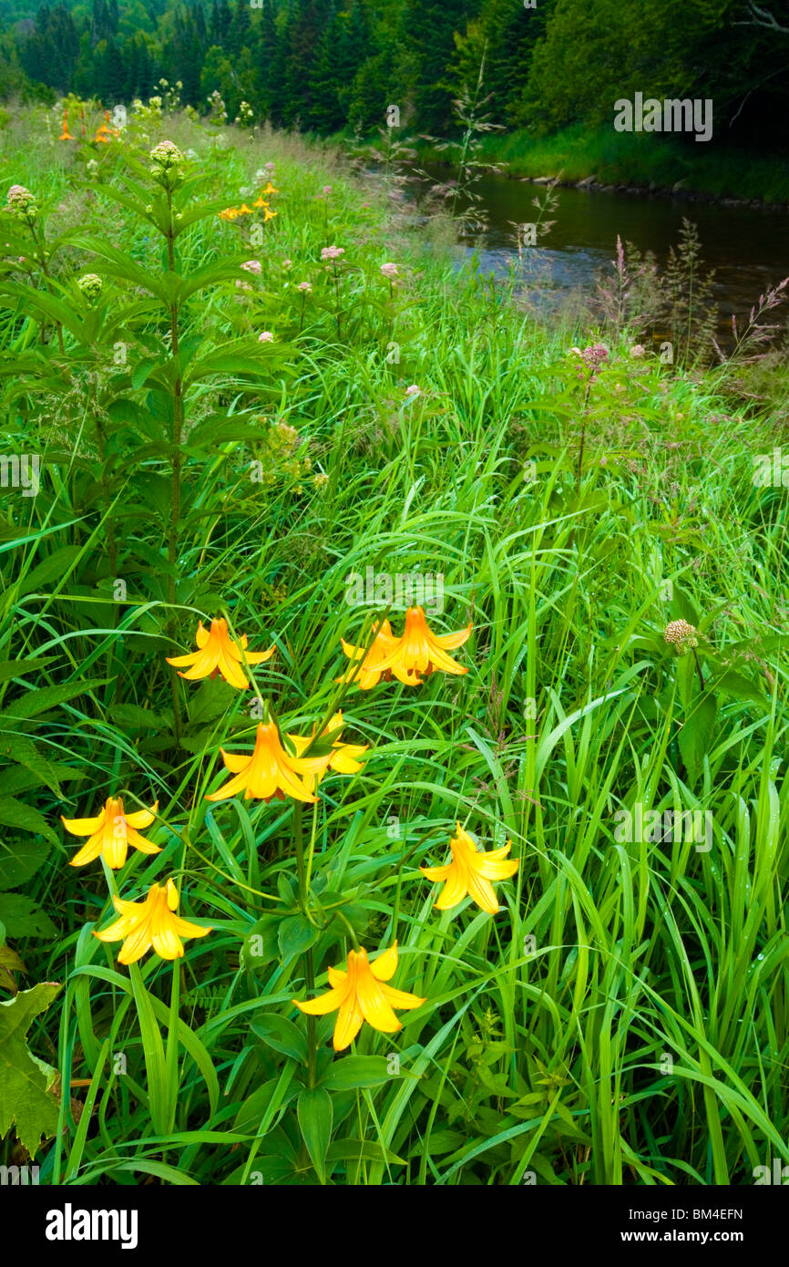 Lilium canadense wildflower hi-res stock photography and images - Alamy