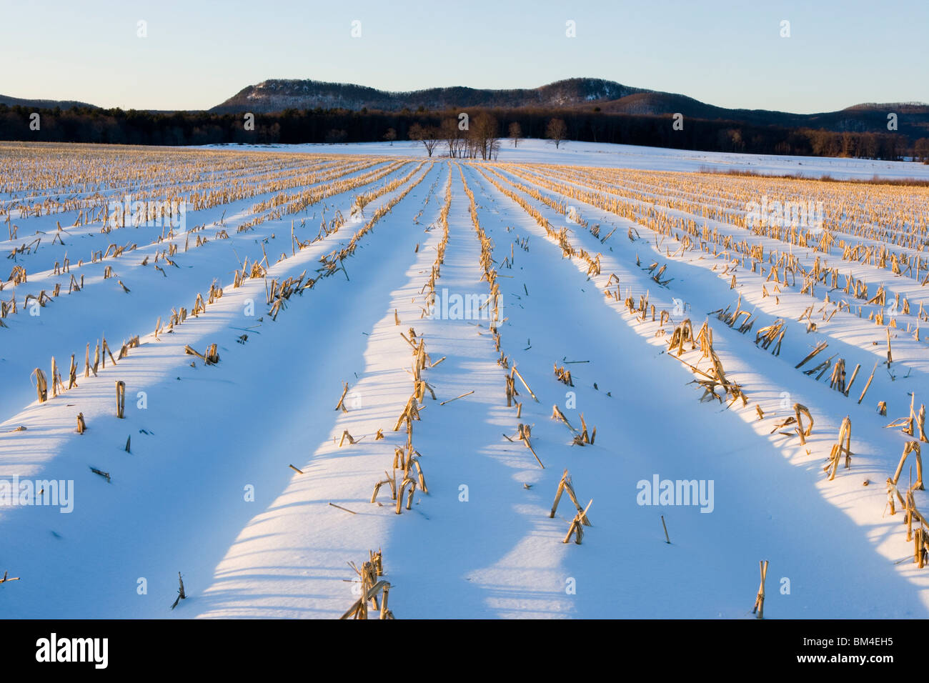 Early morning on a farm in Hadley, Massachusetts. Winter. Holyoke Range ...