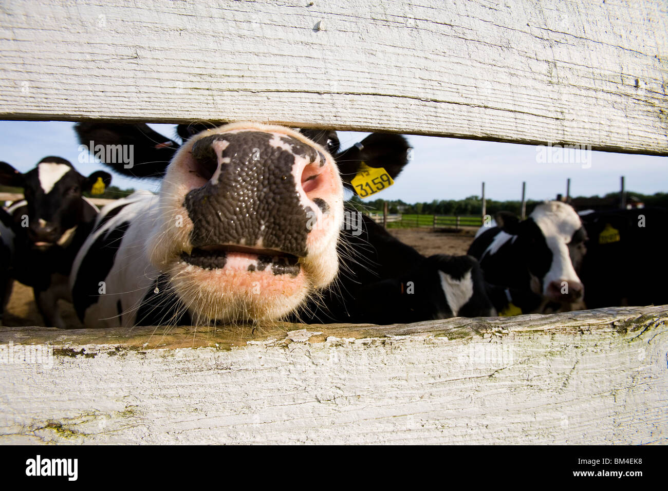 New england white fence cow hi-res stock photography and images - Alamy