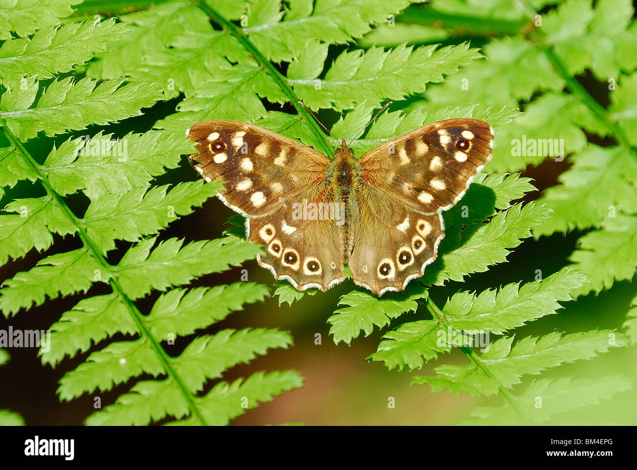 Speckled wood hi-res stock photography and images - Alamy