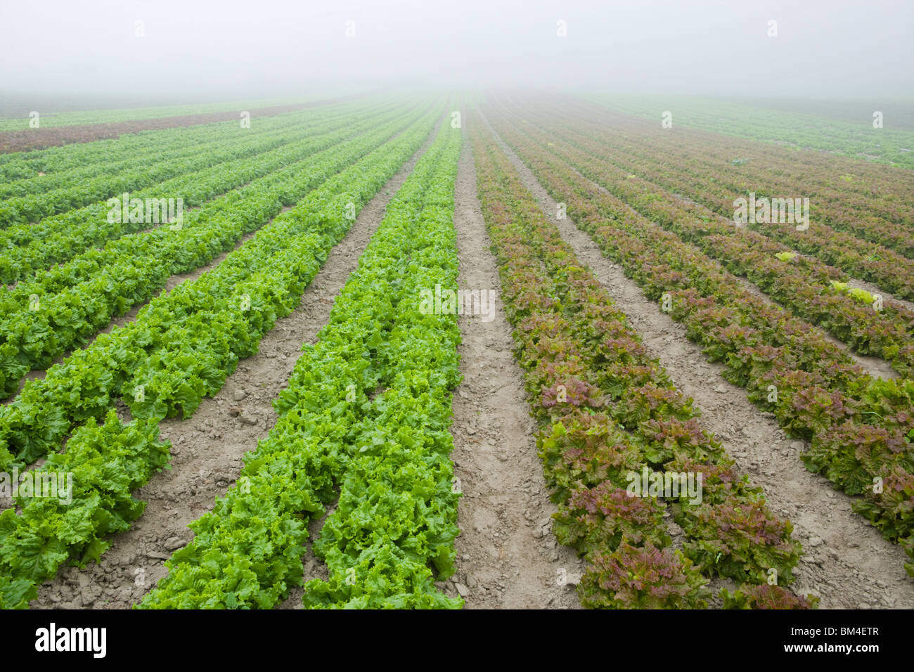 A field of organic lettuce grows at Harlow Farm in Westminster, Vermont ...