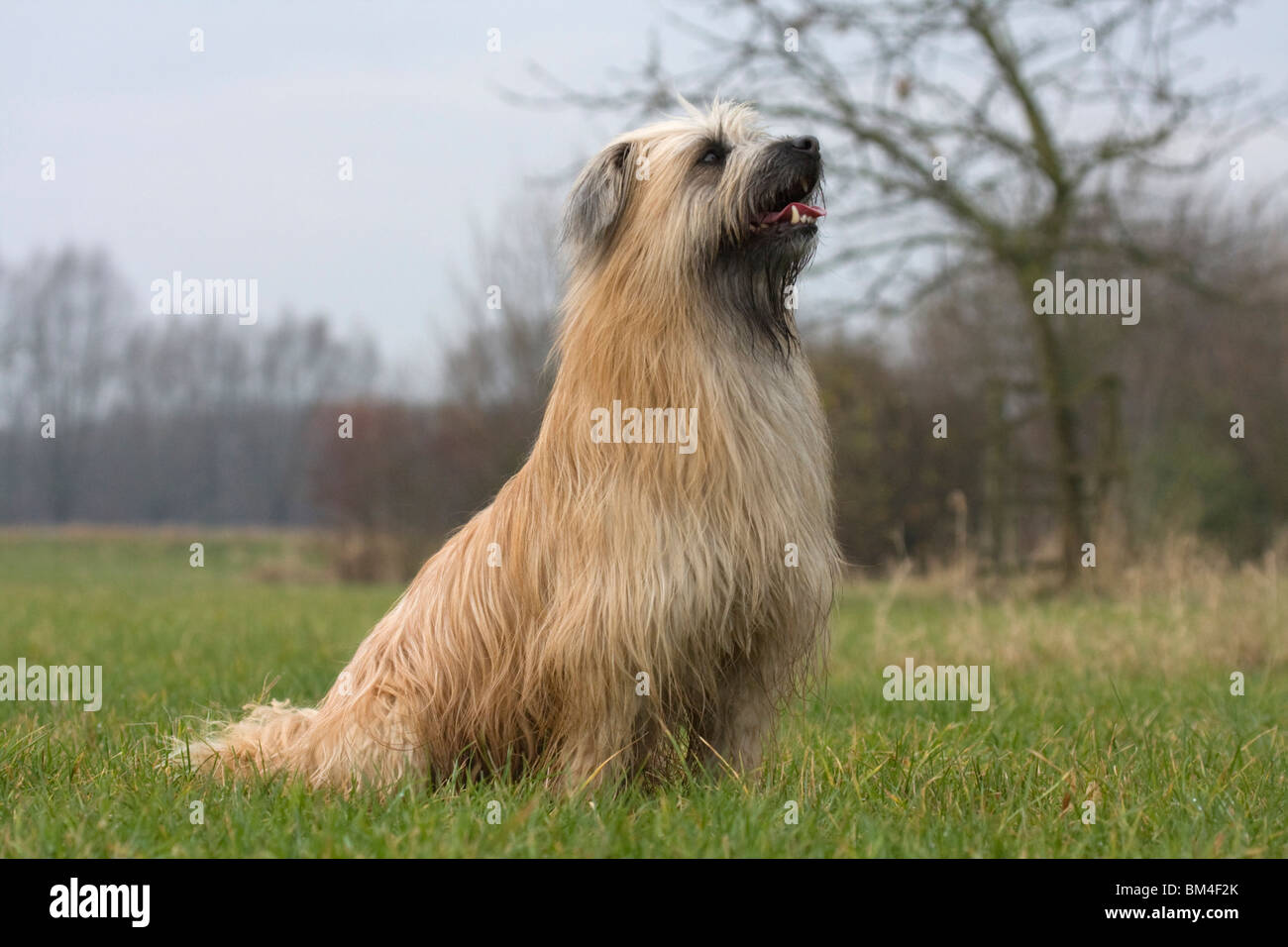 Berger des pyrenees hi-res stock photography and images - Alamy