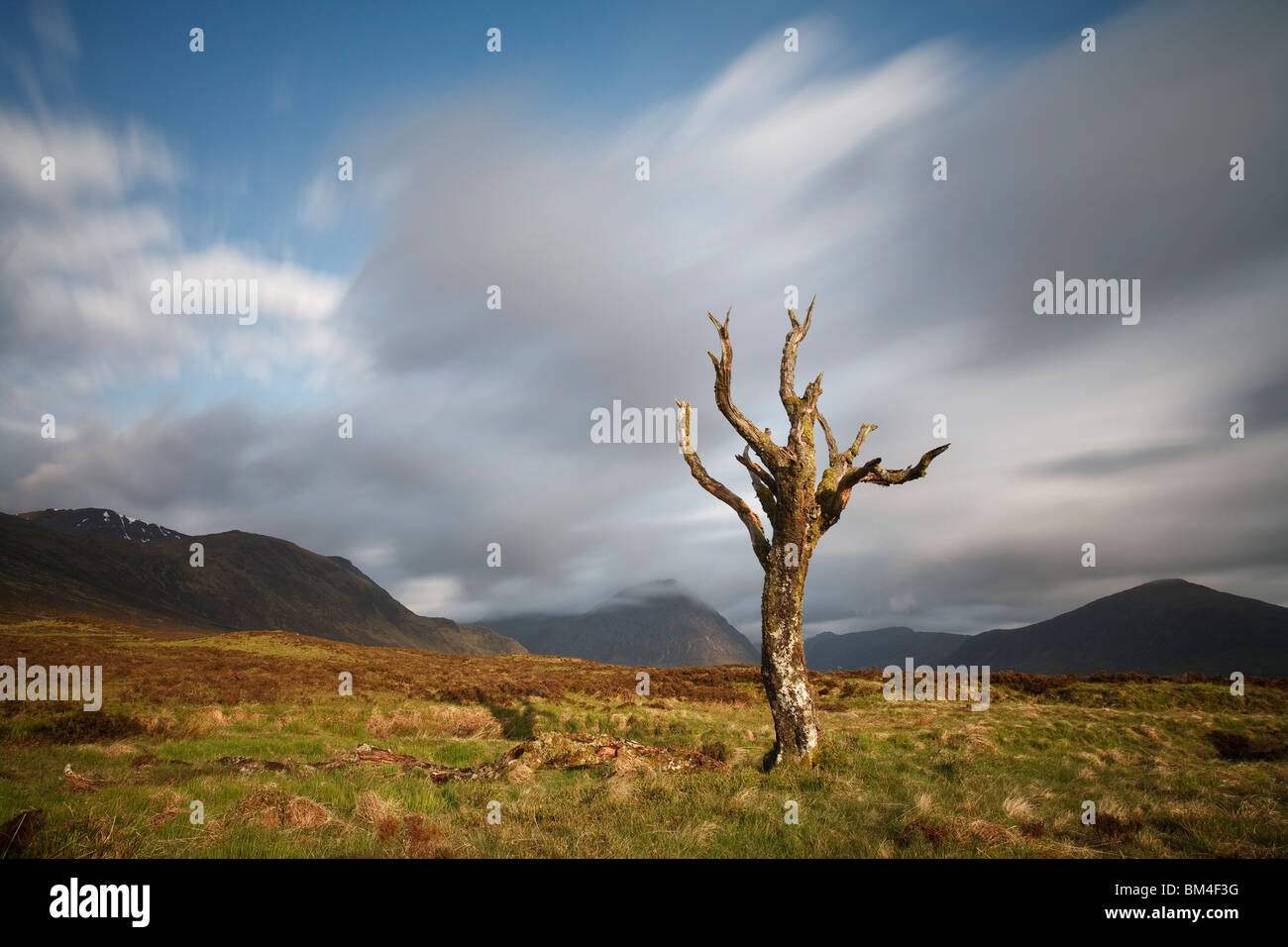 Dead tree on Rannoch Moor Stock Photo - Alamy