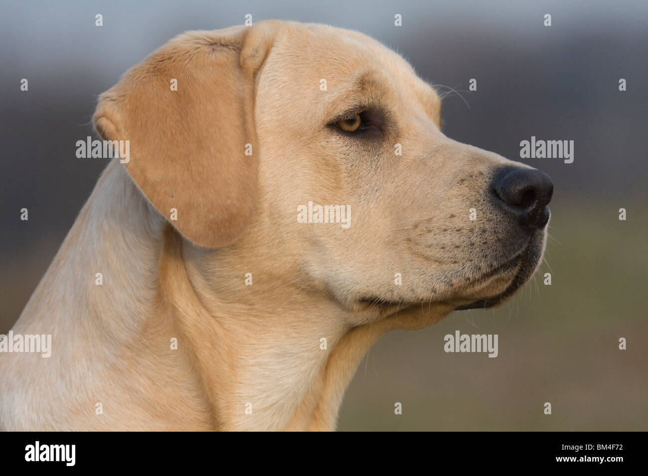 Labrador Retriever Portrait Stock Photo - Alamy