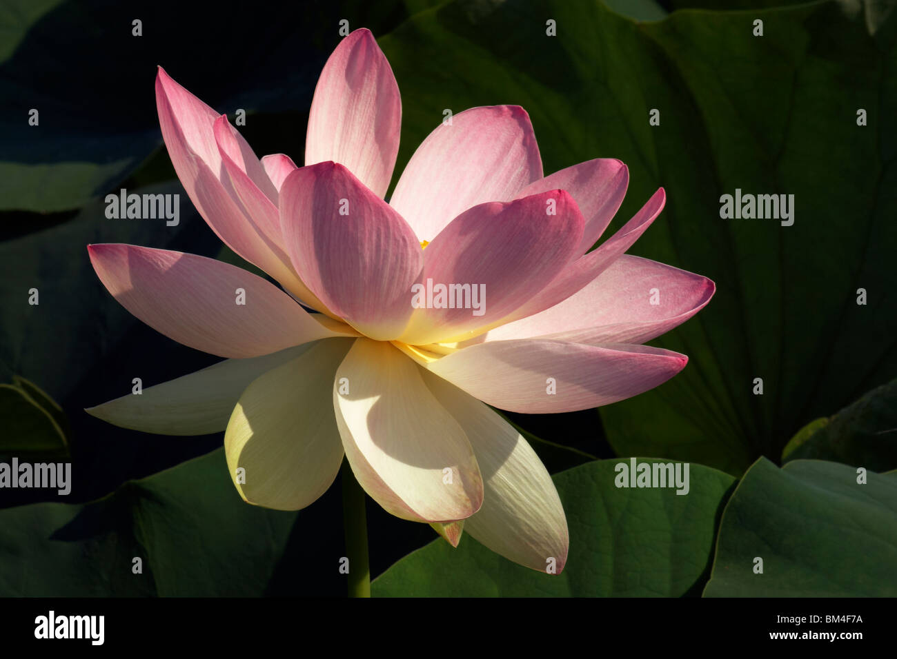 A pink lotus blossom profile Stock Photo - Alamy