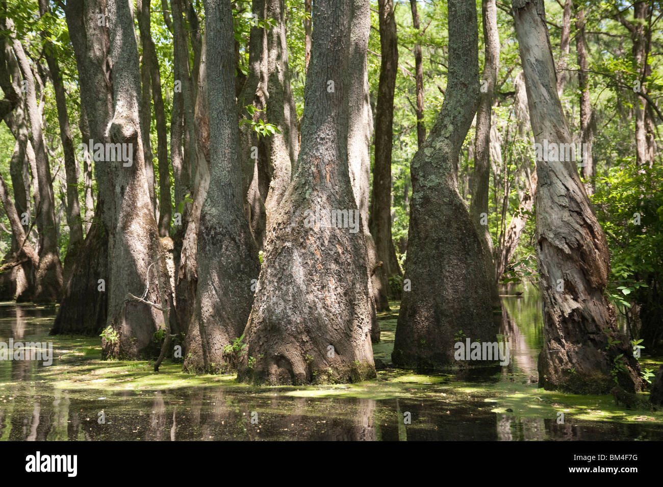Swamp ecosystem hi-res stock photography and images - Alamy