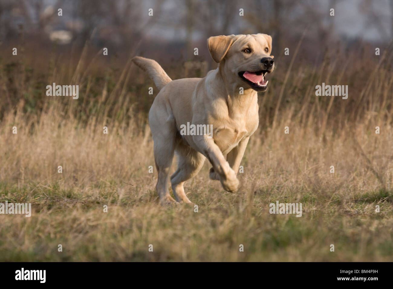 running Labrador Retriever Stock Photo - Alamy