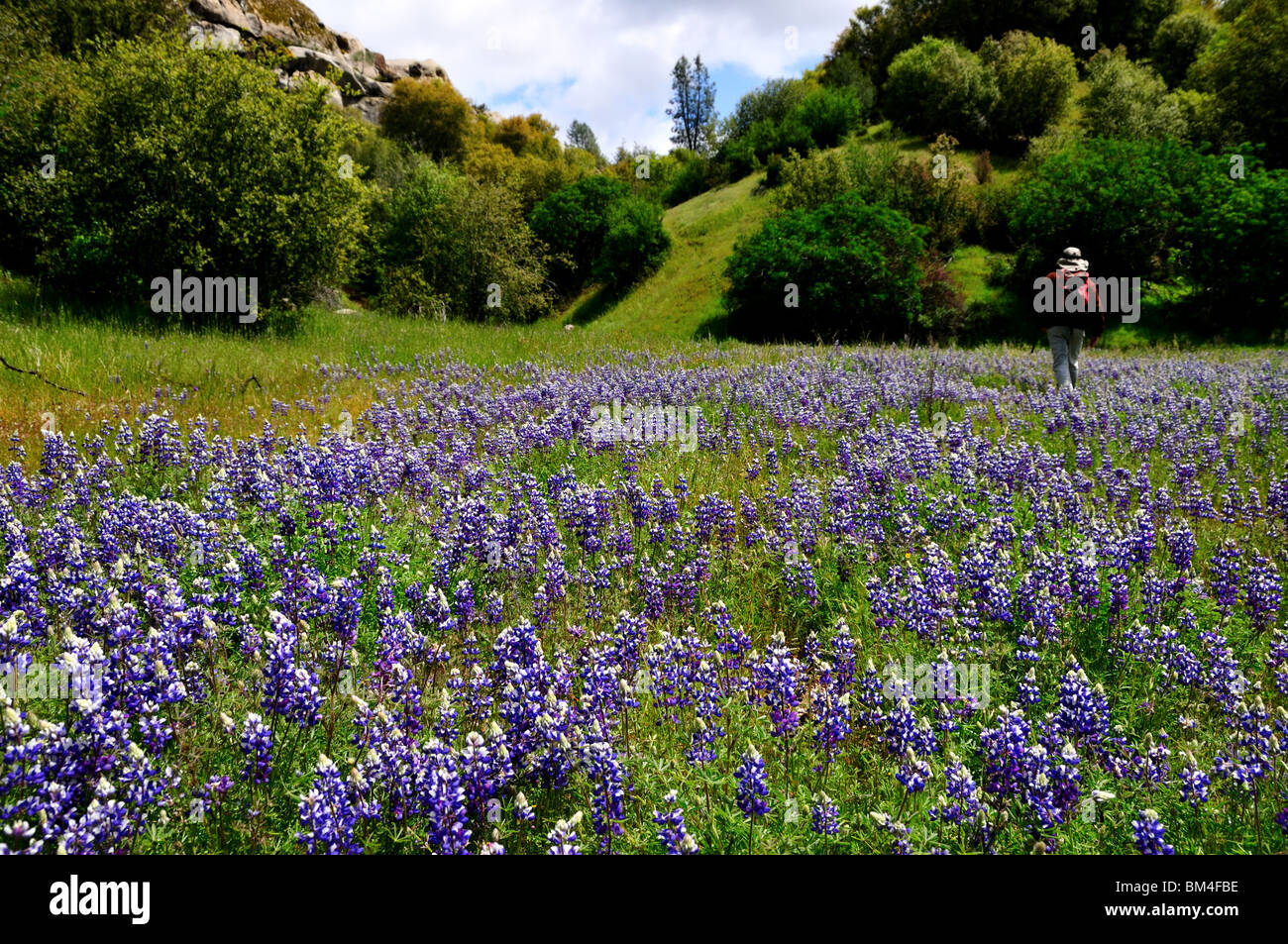 Blue lupine flowers bloom. California, USA Stock Photo - Alamy