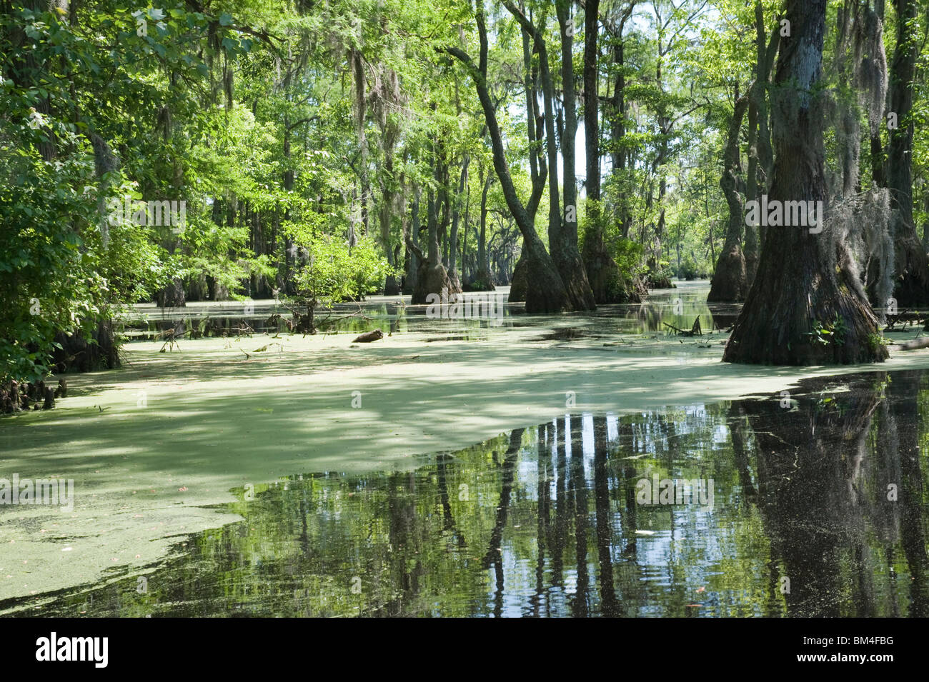 Tupelo gum trees hi-res stock photography and images - Alamy