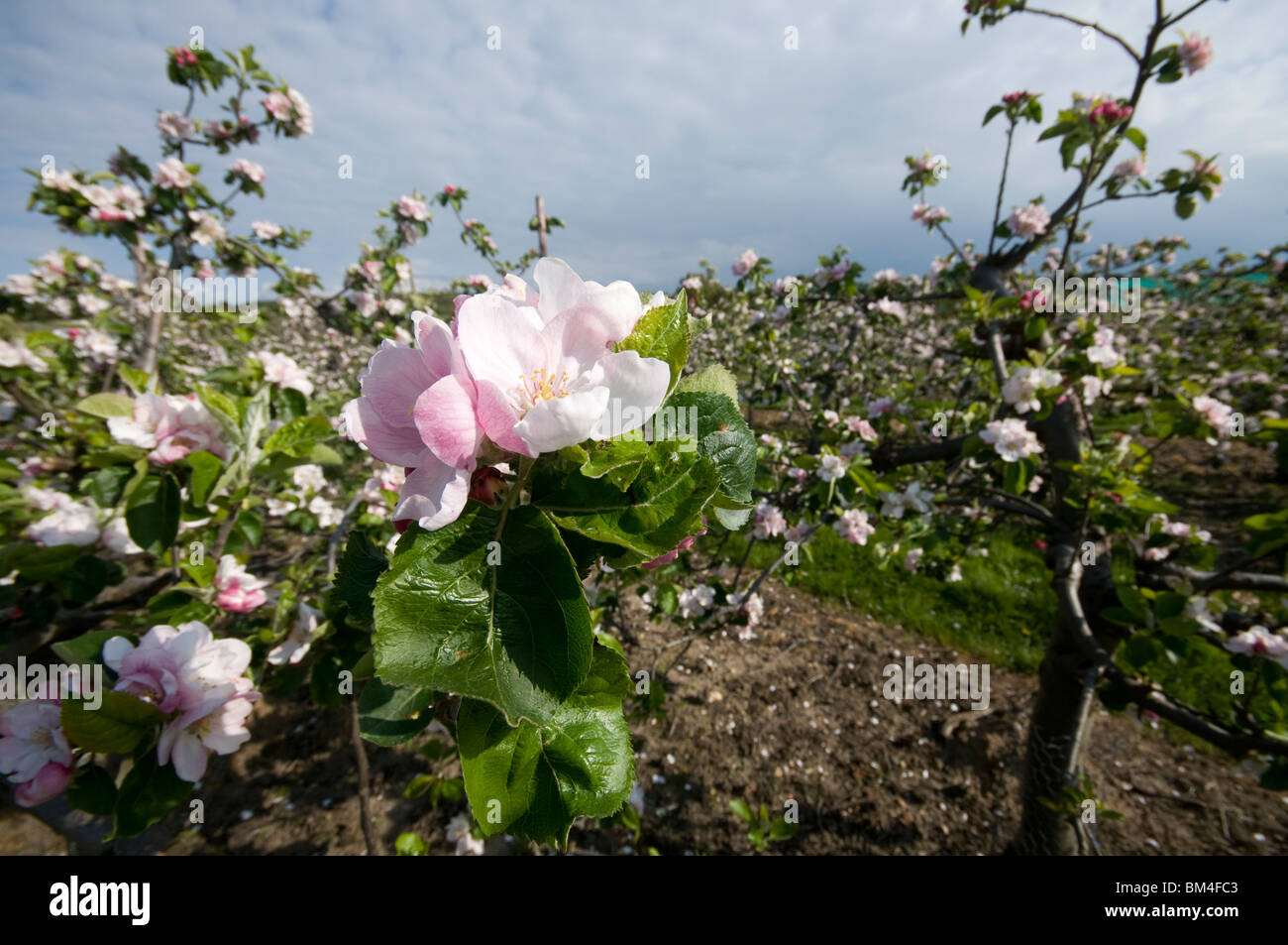 Apple orchard kent traditional hi-res stock photography and images - Alamy
