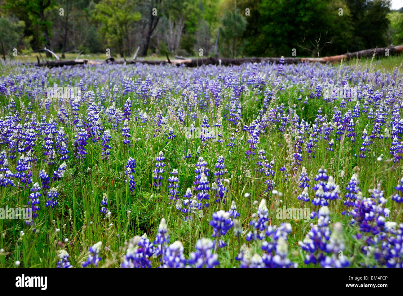 Blue lupine flowers bloom. California, USA Stock Photo - Alamy