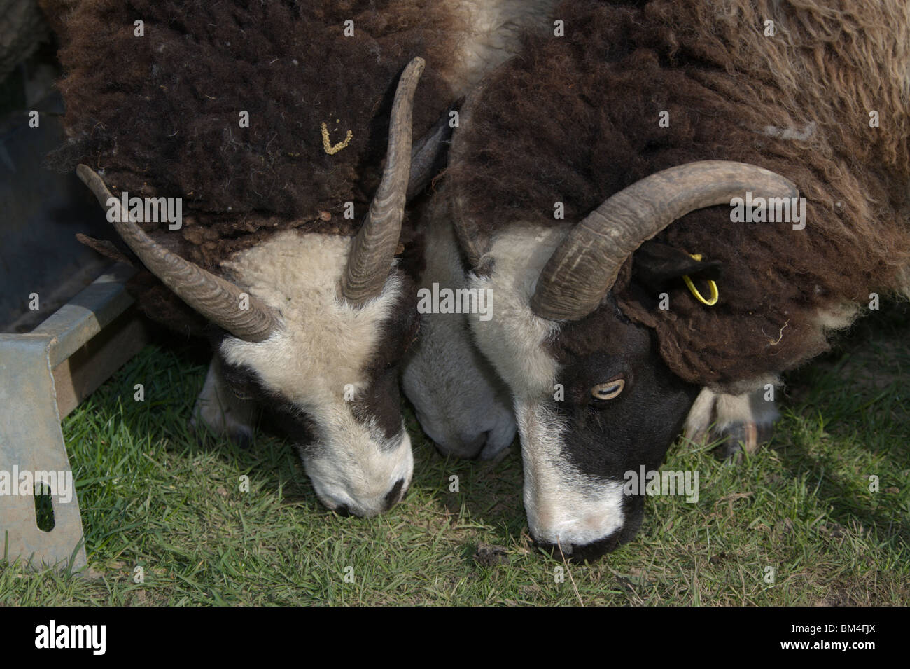 Balwen sheep hi-res stock photography and images - Alamy