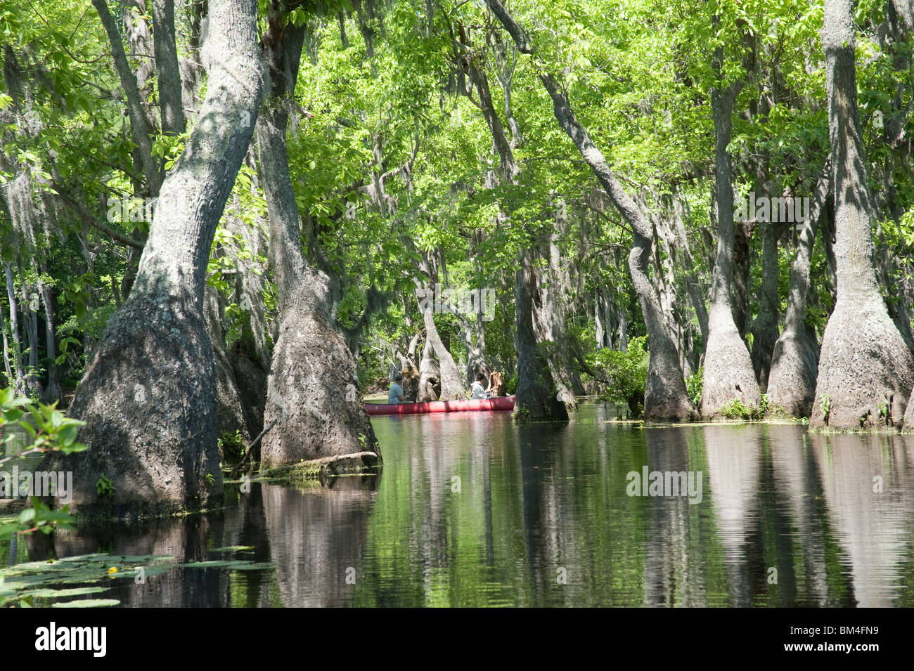 Tupelo gum trees hi-res stock photography and images - Alamy