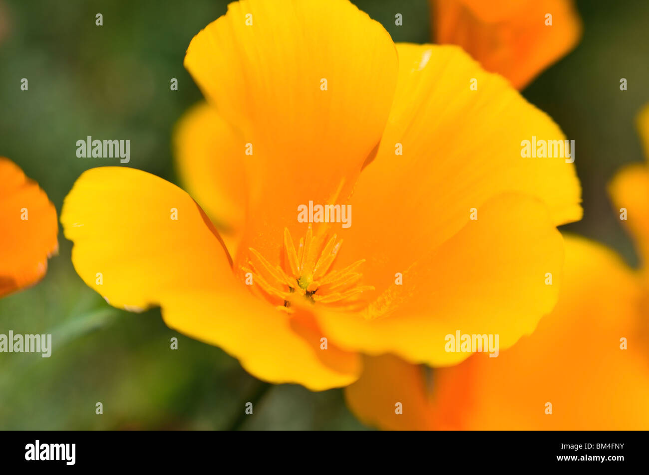 California poppy flower closeup hi-res stock photography and images - Alamy