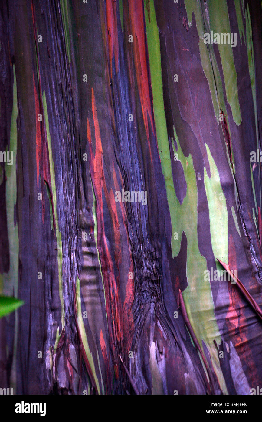 Rainbow eucalyptus hi-res stock photography and images - Alamy