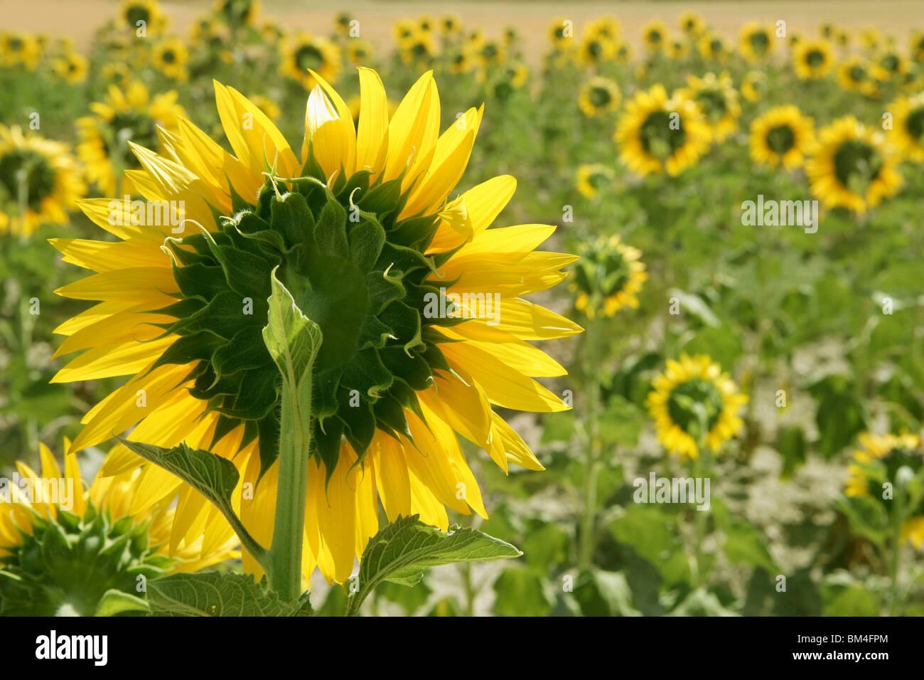 Colorful sunflower plantation with vibrant yellow flowers Stock Photo ...