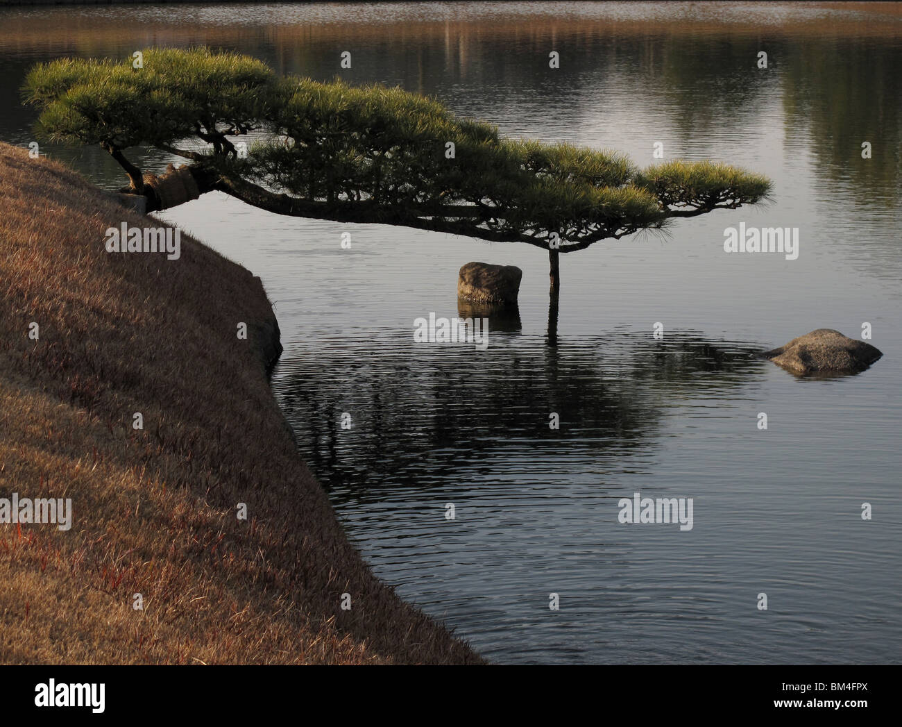 branch on water Stock Photo - Alamy