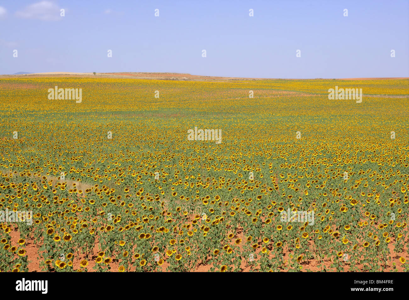 Colorful sunflower plantation with vibrant yellow flowers Stock Photo ...