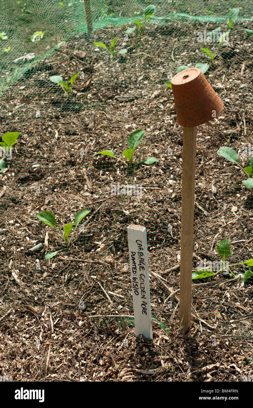 Cabbage 'Golden Acre' growing underneath netting in the kitchen garden ...