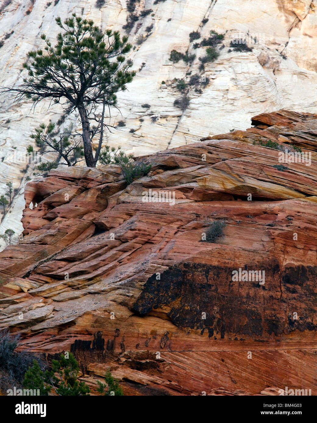 Pine tree, Zion National Park, Utah Stock Photo - Alamy