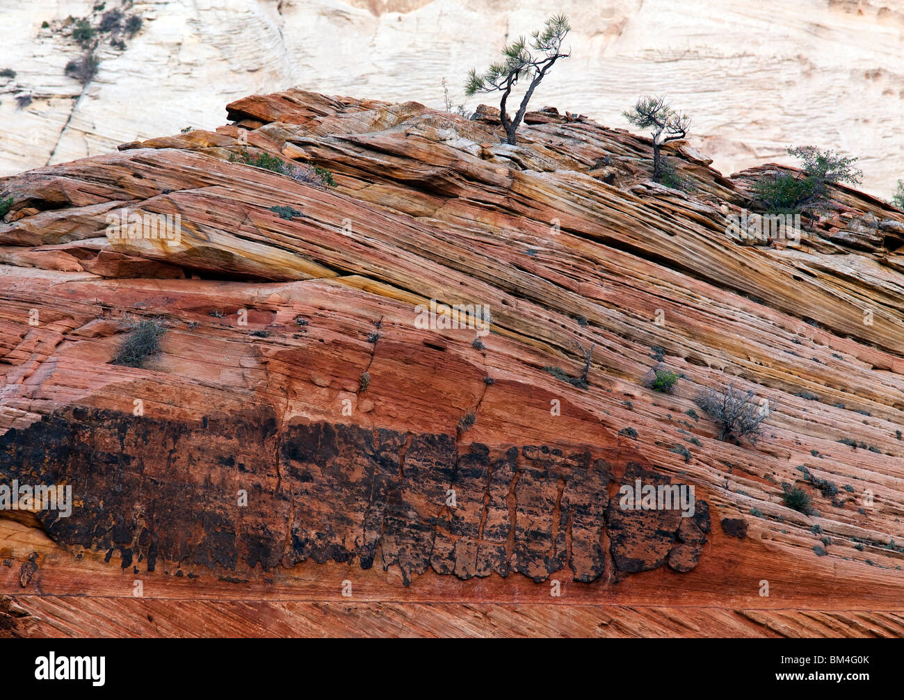 Rock face, Zion National Park, Utah Stock Photo - Alamy