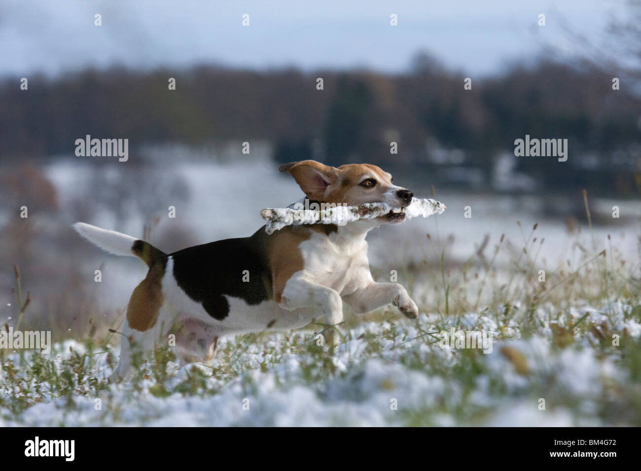 Beagle running side view hi-res stock photography and images - Alamy
