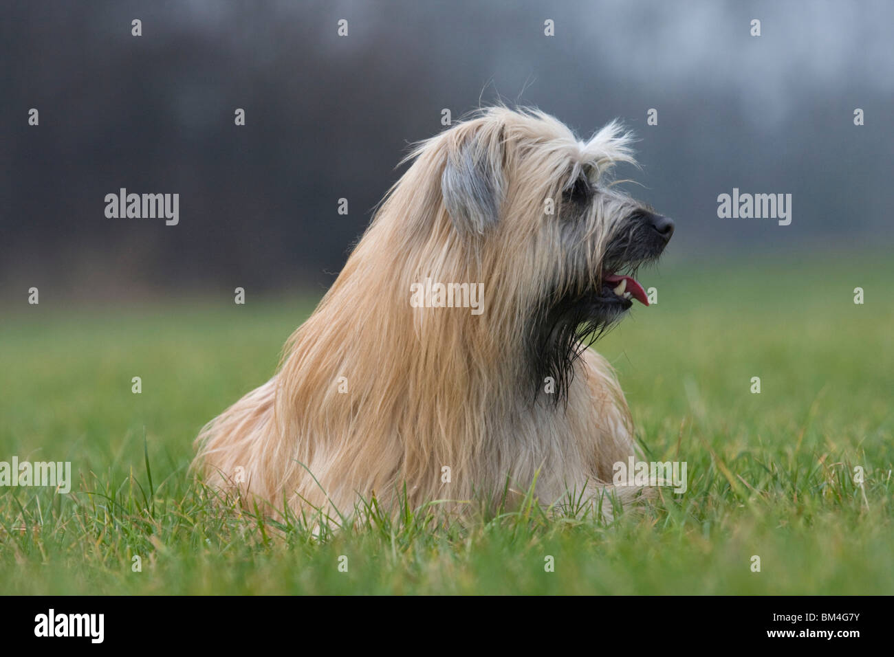 Berger des Pyrenees Stock Photo - Alamy