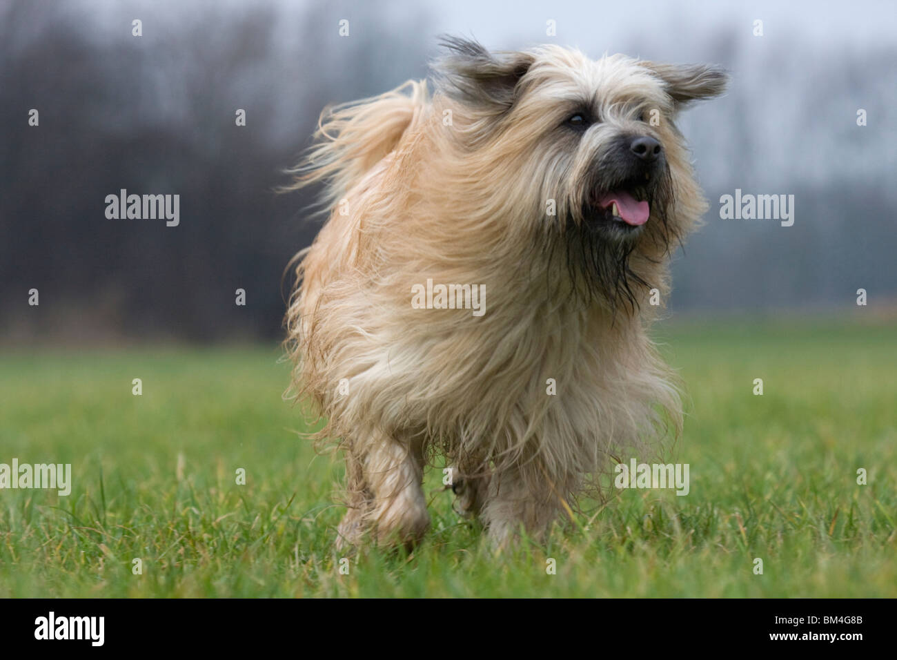Berger des Pyrenees Stock Photo - Alamy
