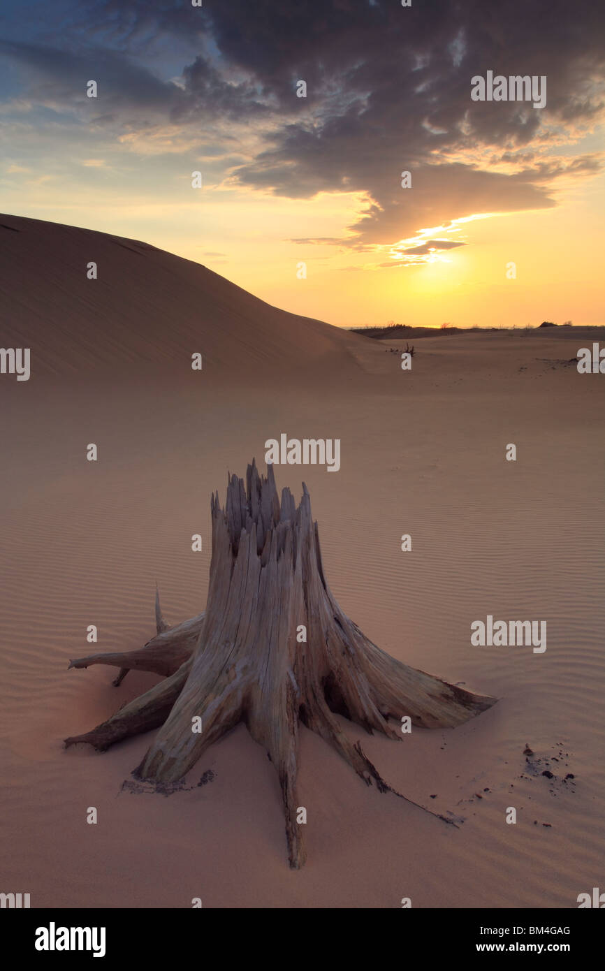 The eery remains of a forest surrounded by dunes at Silver Lake State ...