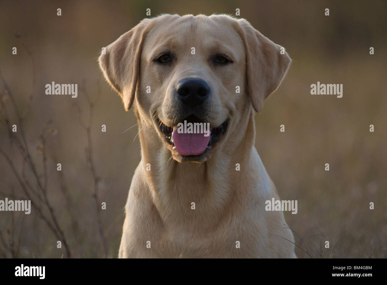 Labrador Retriever Portrait Stock Photo - Alamy