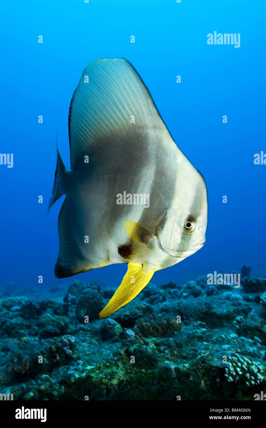 Longfin hi-res stock photography and images - Alamy