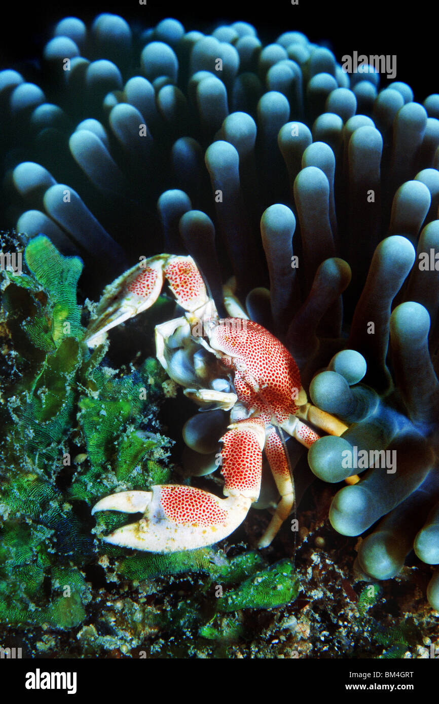 Crab with anemone hi-res stock photography and images - Alamy