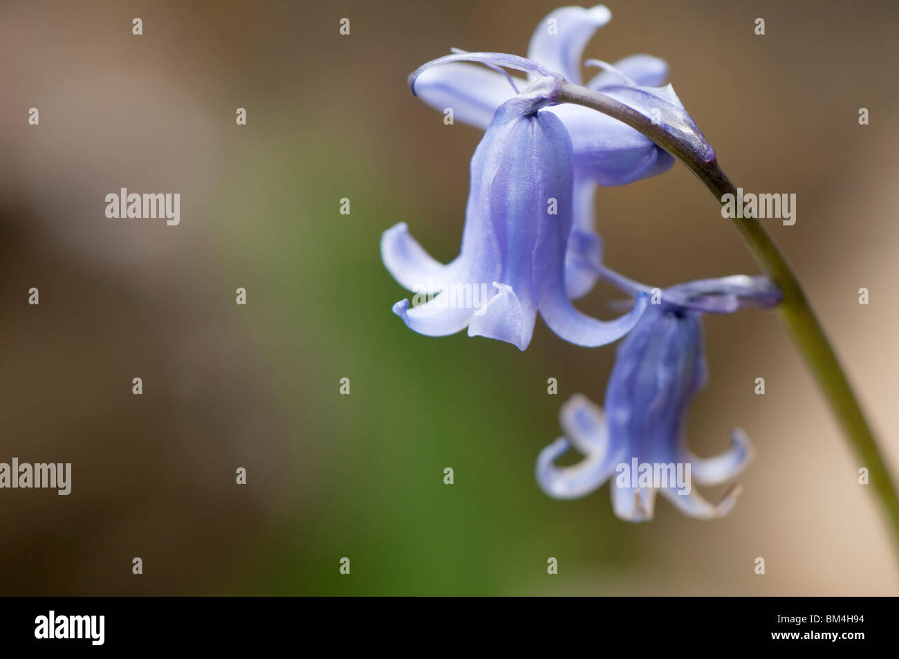 Close up of English bluebells, Hyacinthoides non-scripta Stock Photo ...