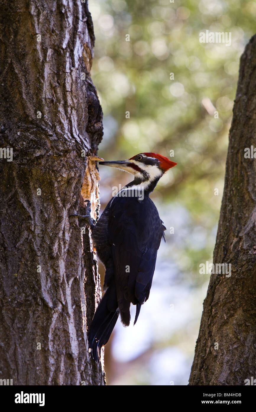 Pileated woodpecker (Dryocopus pileatus) pecking a hole into a maple ...