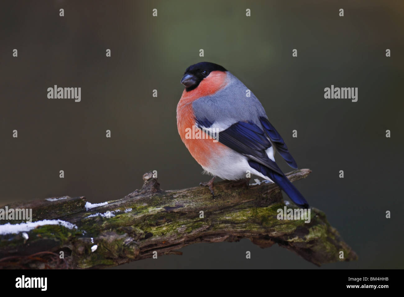 Common blood finch hi-res stock photography and images - Alamy