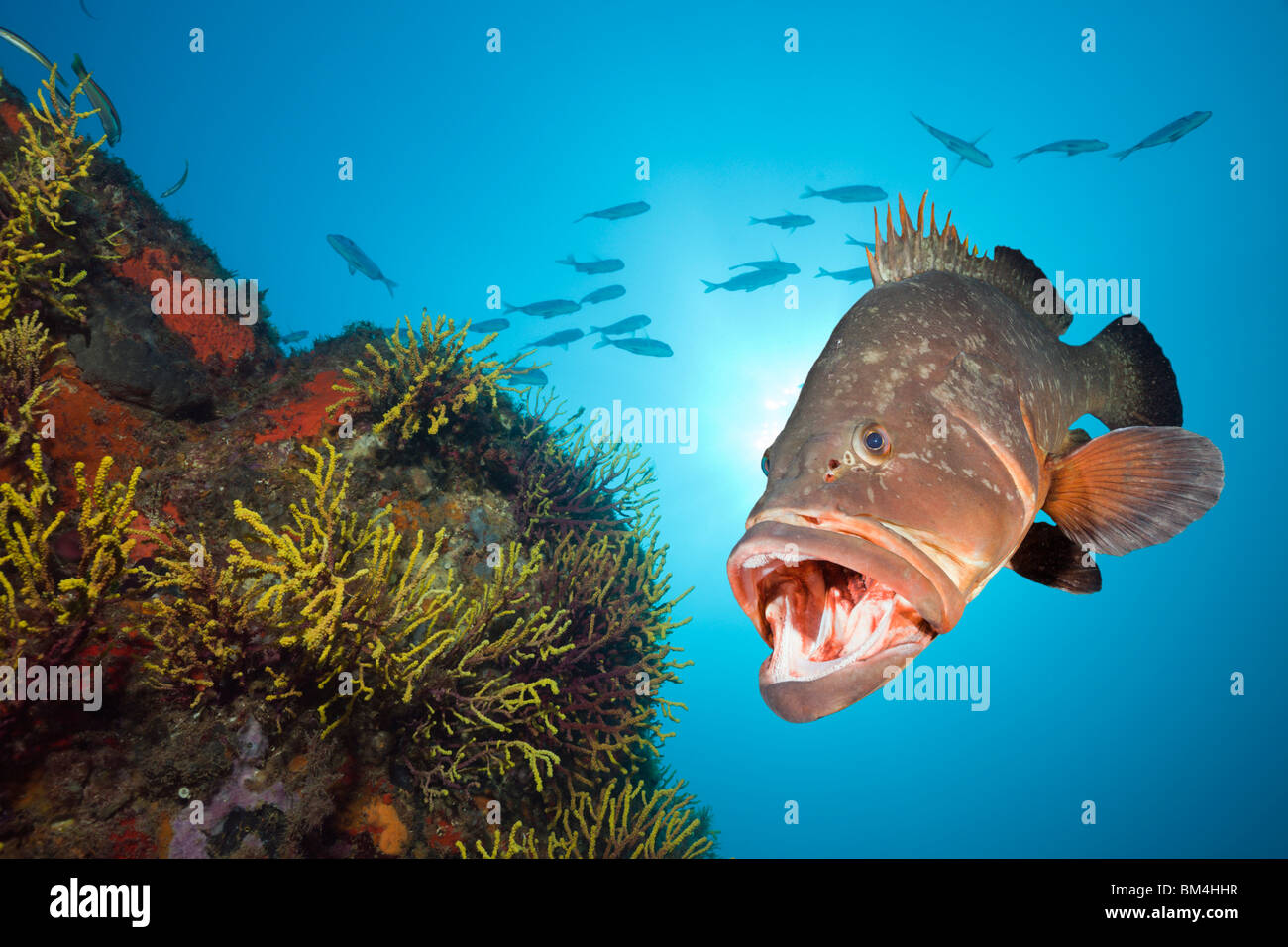 Grouper mouth hi-res stock photography and images - Alamy