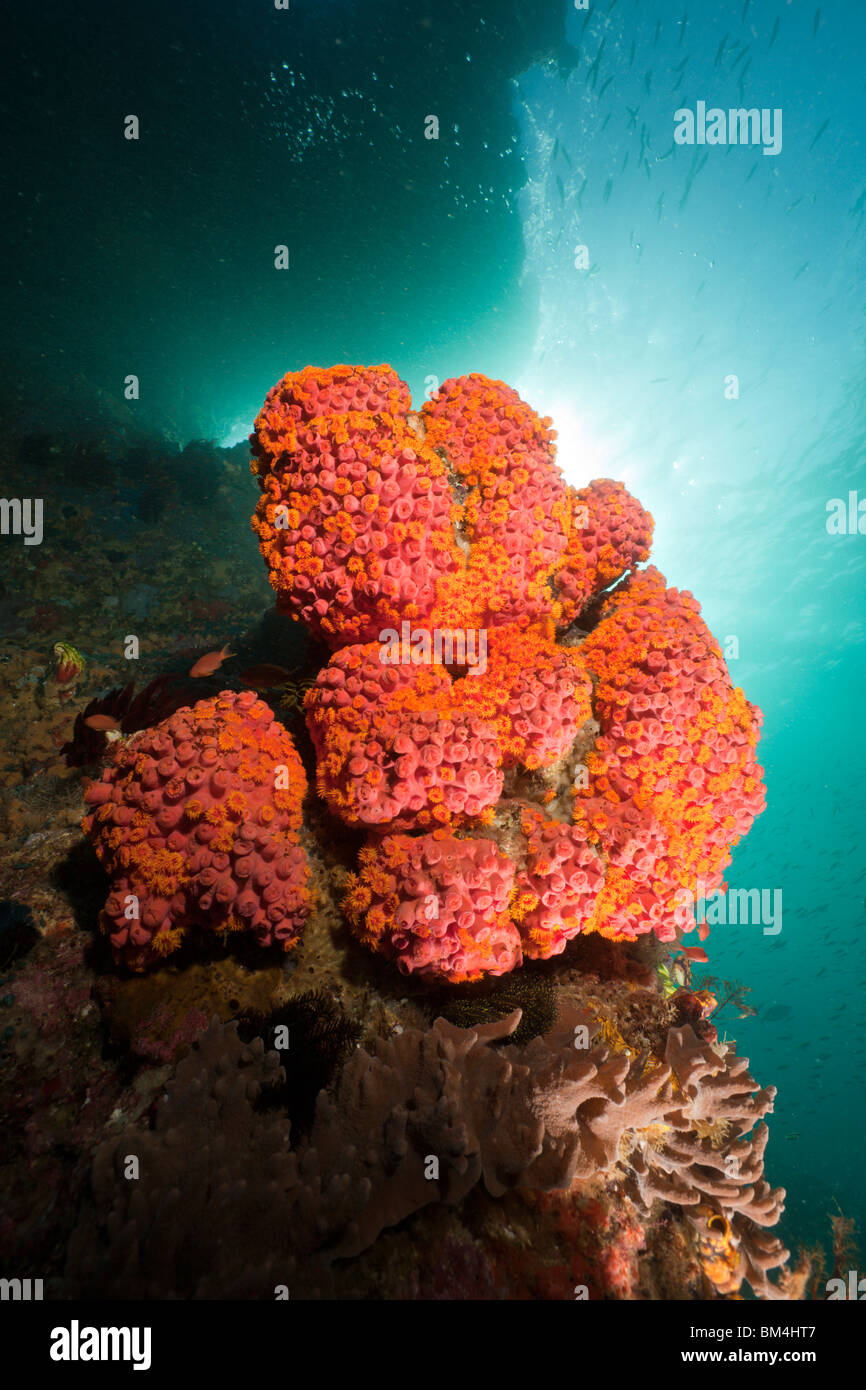 Yellow Cup Coral Colony, Tubastrea sp., Raja Ampat, West Papua ...