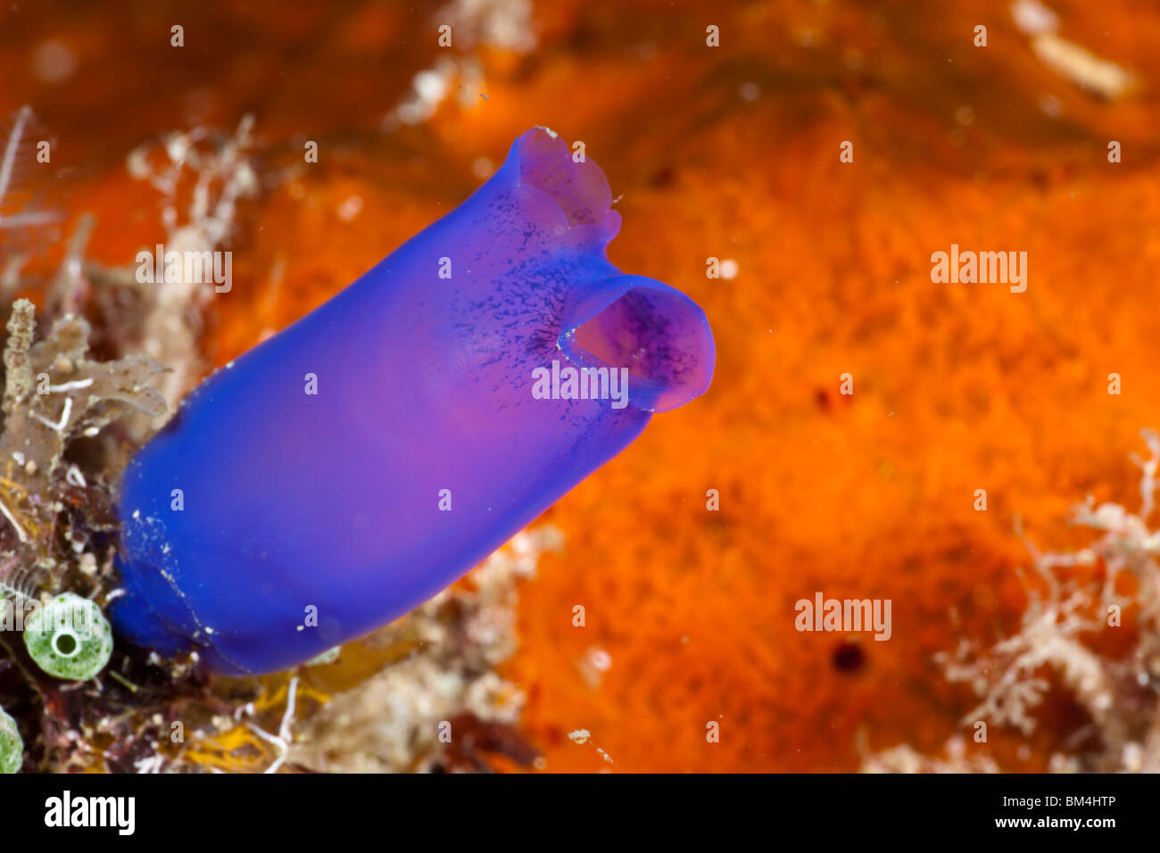 Blue Tunicate, Rhopalaea morph blue, Raja Ampat, West Papua, Indonesia ...