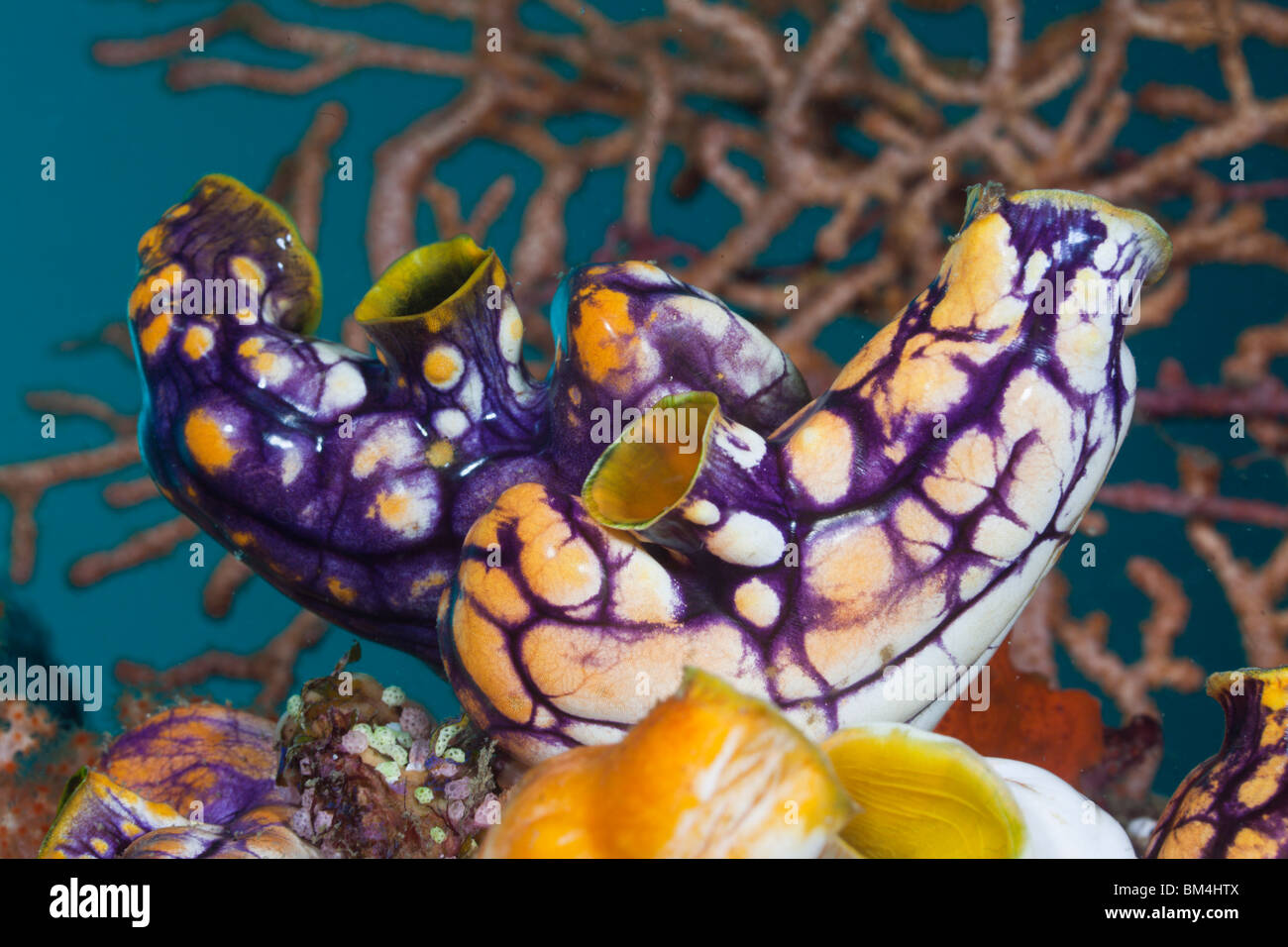 Golden Sea-Squirt, Polycarpa aurata, Raja Ampat, West Papua, Indonesia ...