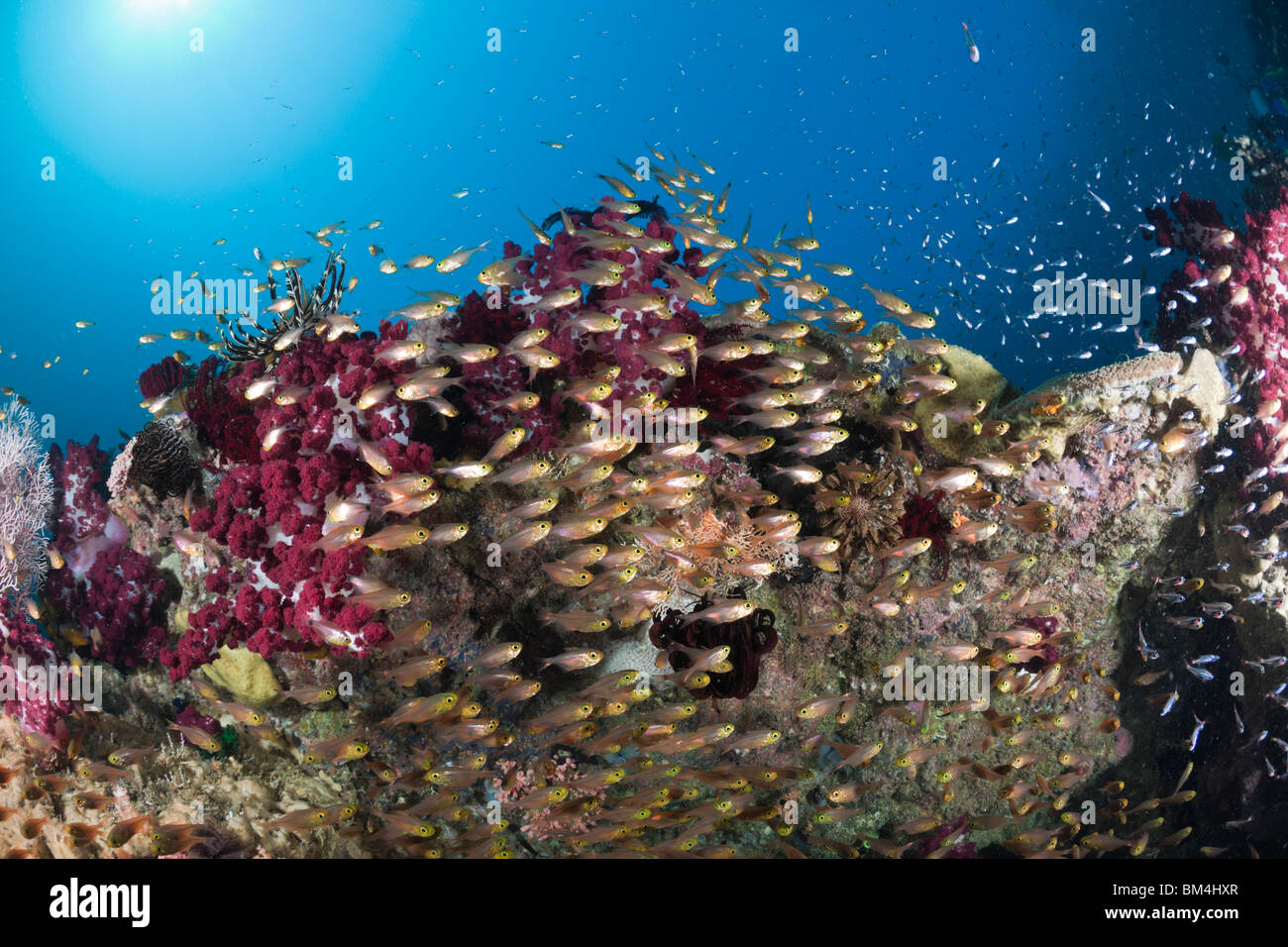 Shoal of pygmy sweeper hi-res stock photography and images - Alamy