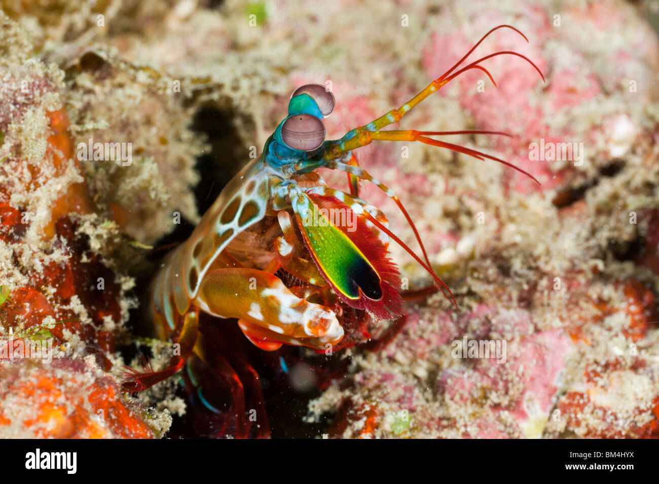 Mantis Shrimp, Odontodactylus scyllarus, Raja Ampat, West Papua ...