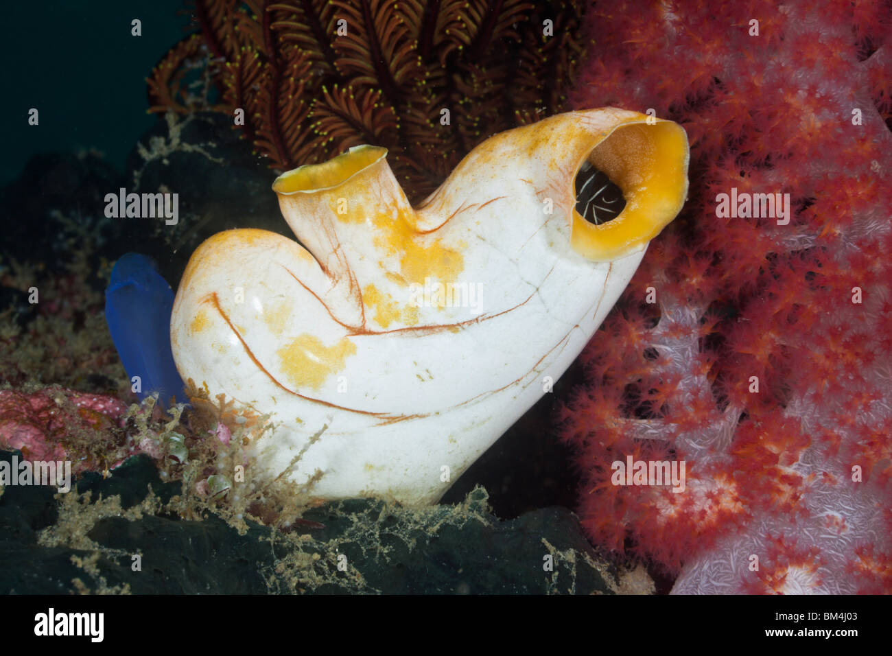 Golden Tunicate, Polycarpa aurata, Raja Ampat, West Papua, Indonesia ...