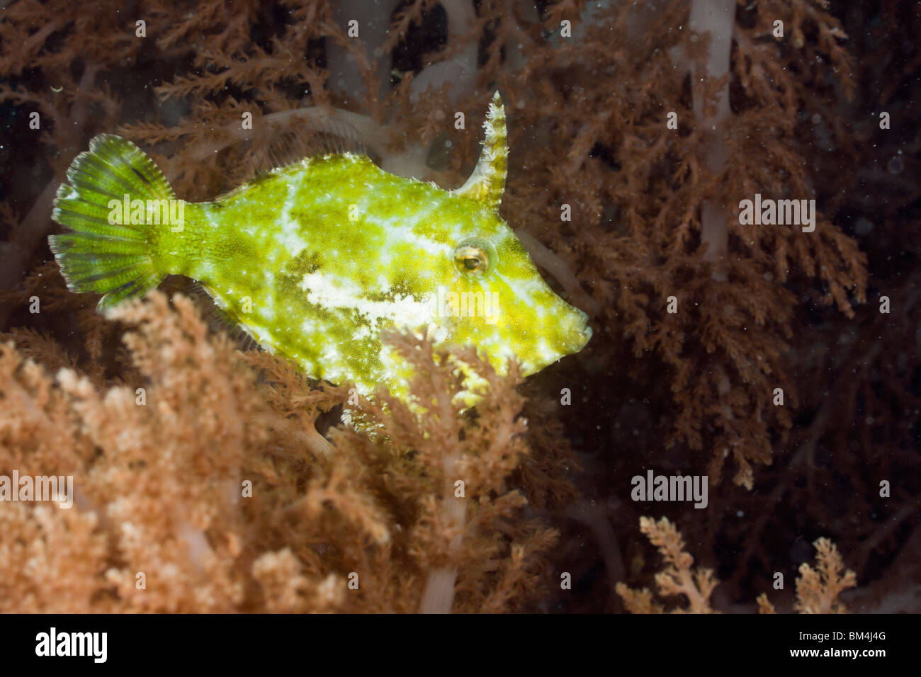 Seagrass Filefish, Acreichthys tomentosus, Raja Ampat, West Papua ...
