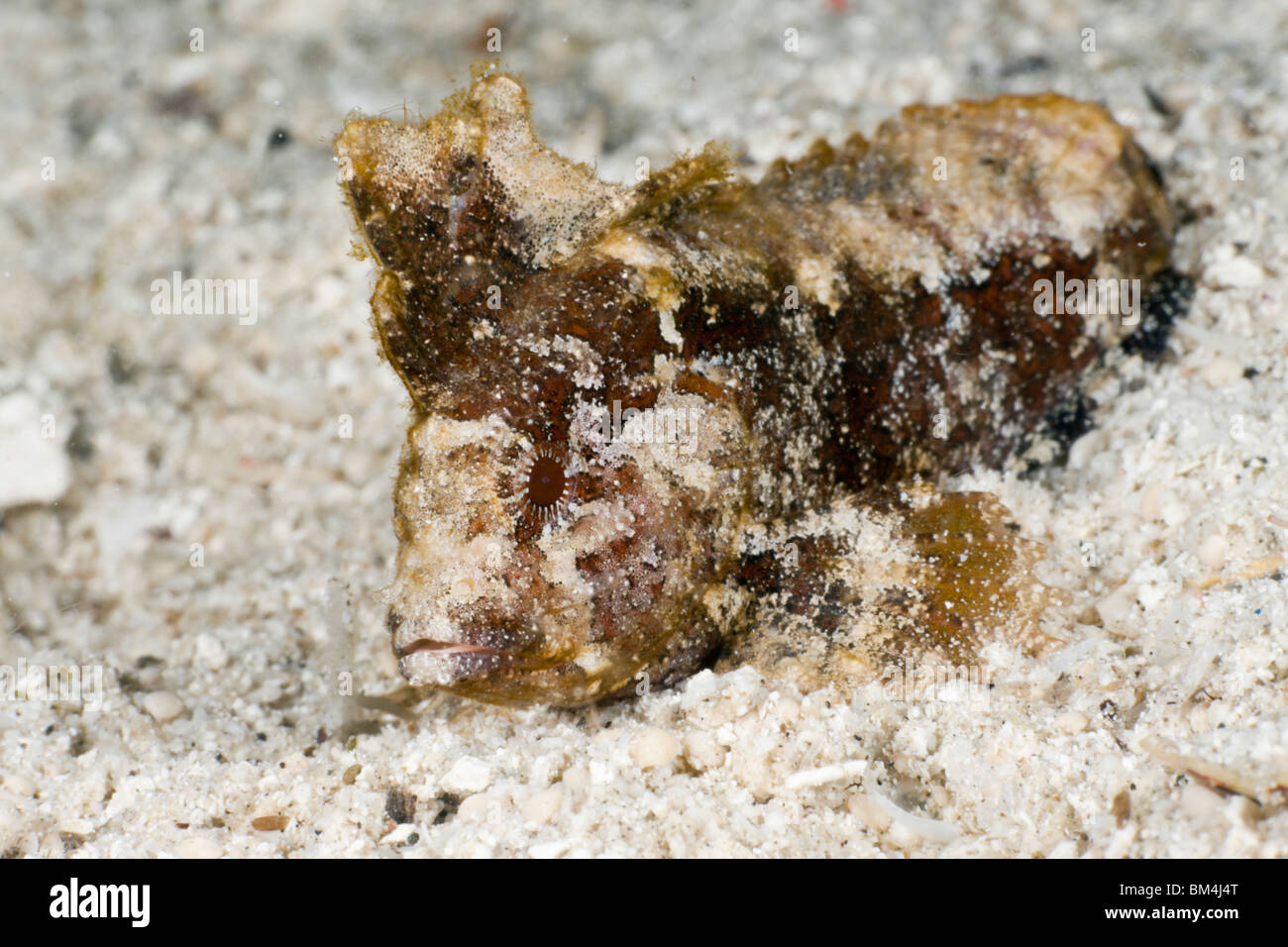 Waspfish, Paracentropogon longispinis, Raja Ampat, West Papua ...